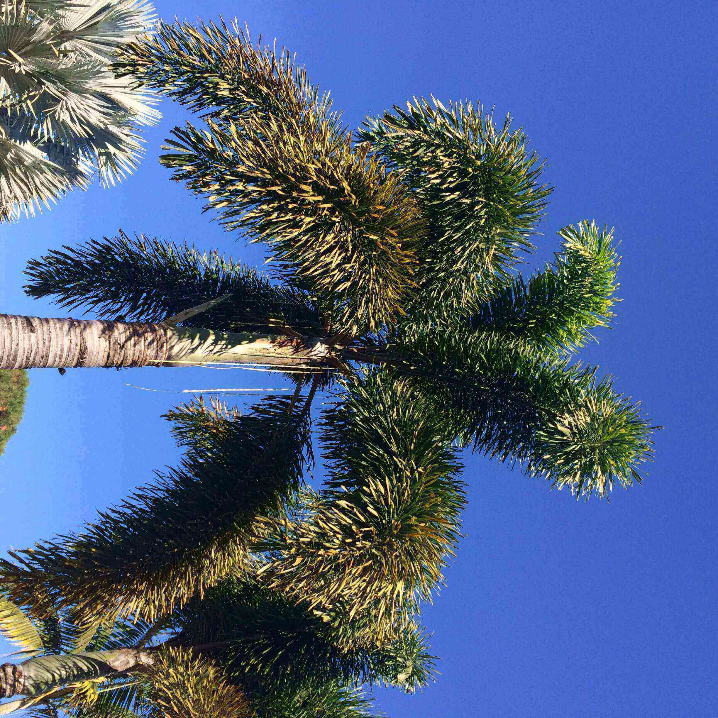 Foxtail Palm Michael Flaugh Landscape Architect Foxtail Palm Michael Flaugh Landscape Architect