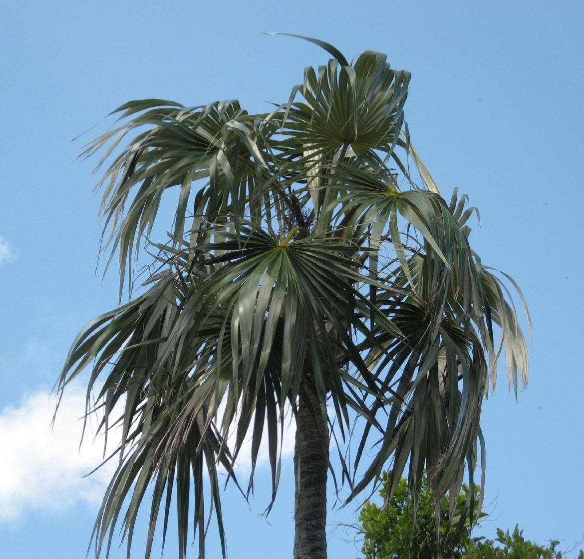 Thatch Palm - Michael Flaugh Landscape Architect