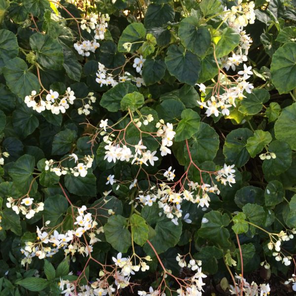 Plants Archives - Page 3 of 3 - Michael Flaugh Landscape Architect