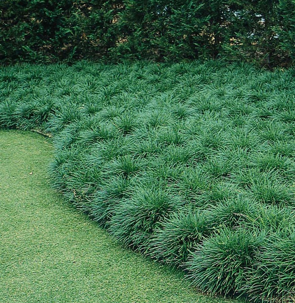 Mondo Grass - Michael Flaugh Landscape Architect
