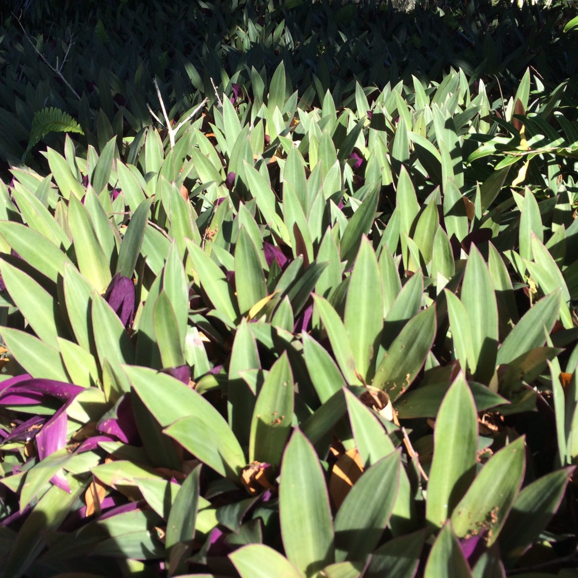 Oyster Plant 2 Michael Flaugh Landscape Architect