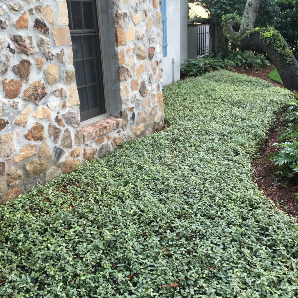 Variegated Dwarf Jasmine - Michael Flaugh Landscape Architect
